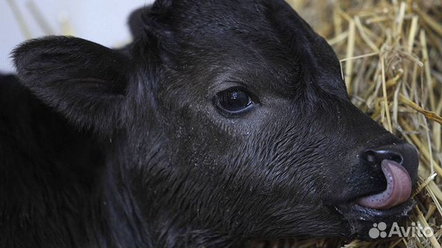 Продам теленка(бычка)