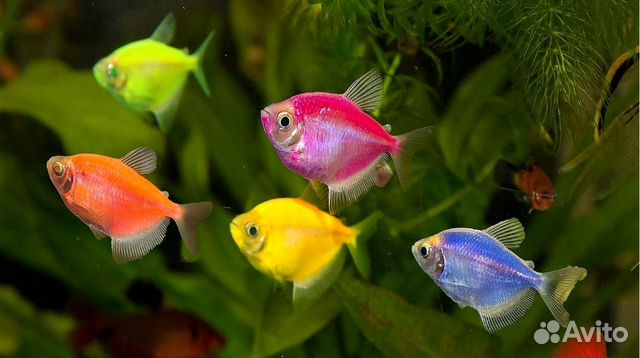 Тернеции гло