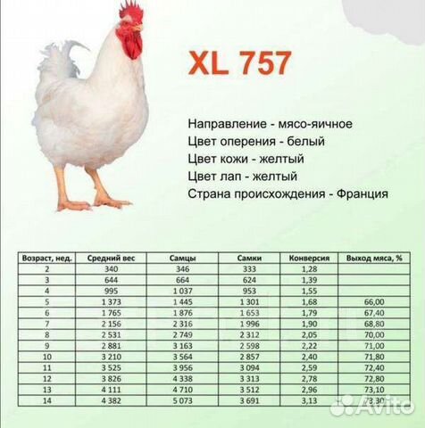 Инкубационное яйцо Sasso Xl 757 premium