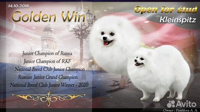 Вязка шпица