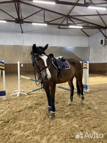 Продажа лошадей