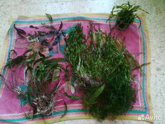 Криптокорина, валлиснерия, роголистник