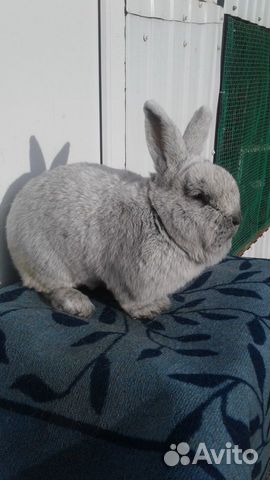 Кролики бсс и Полтавское серебро