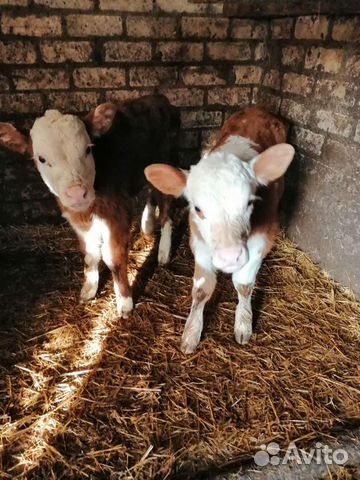 Герефорд телята