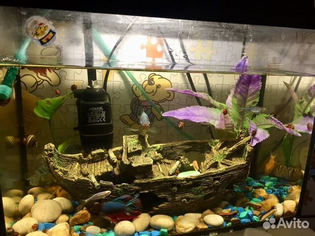 Улитки Шоколад - чистильщики в аквариум