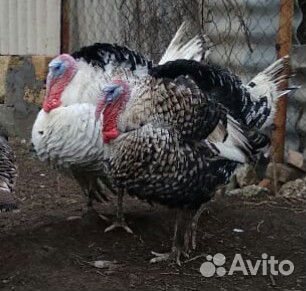 Продам индюков