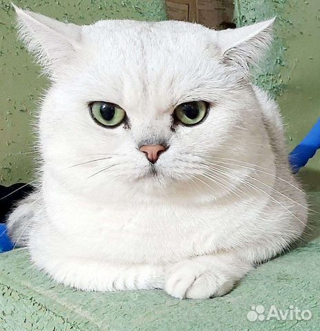 Британский кот вязка