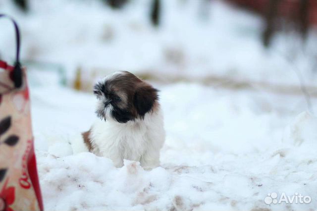 Ши-тцу няшечка