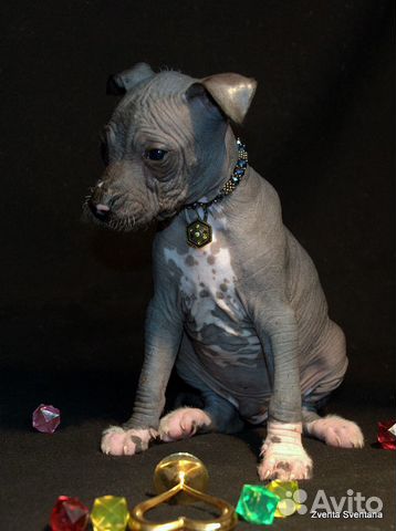 Ксолоитцкуинтли (среднего размера)