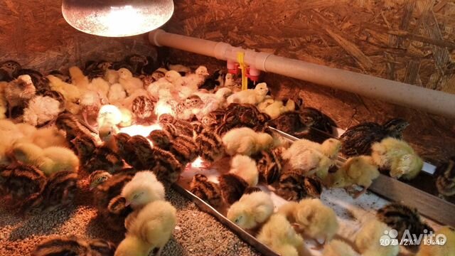 Перепела, перепелята