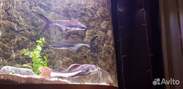 Краснохвостый сом с друзьями