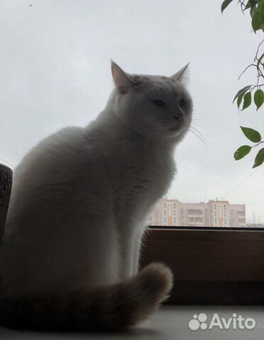 Кот в добрые руки