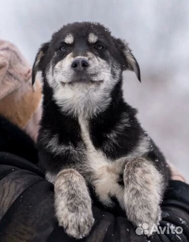Сообразительный щенок,будет ниже колена