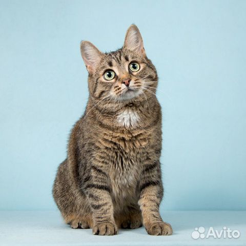 Нежная кошечка Патриша - ласковая и умненькая