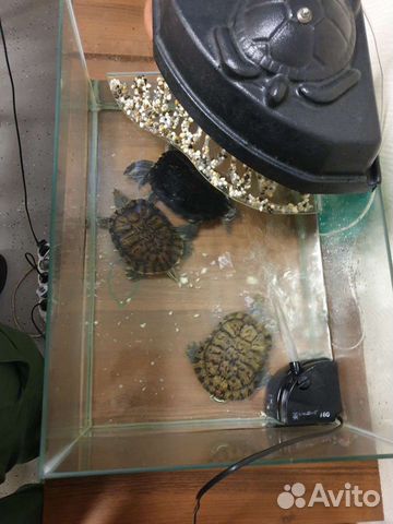 Красноухии черепахи и аквариум