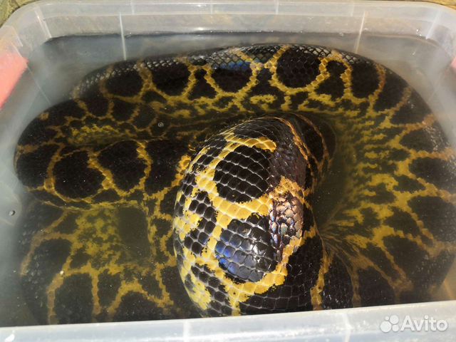 Парагвайская анаконда