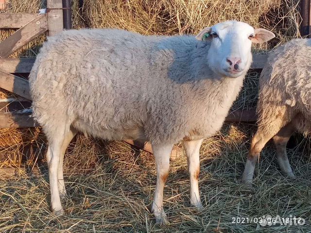 Катумские бесшерстные овцы