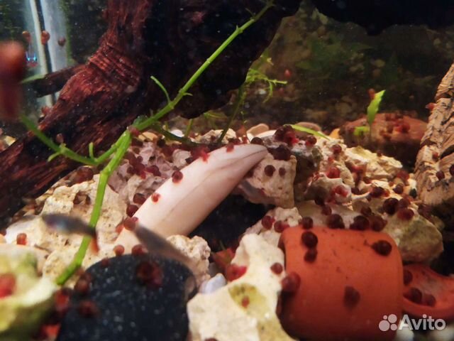 Катушка красная - аквариумные улитки