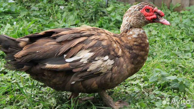 Селезень индоутки