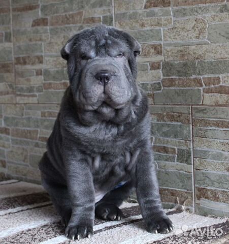 Купить щенка шарпея