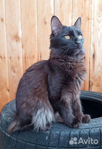 Молодой шикарный котик