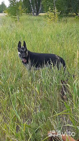 Собака восточноевропейская овчарка