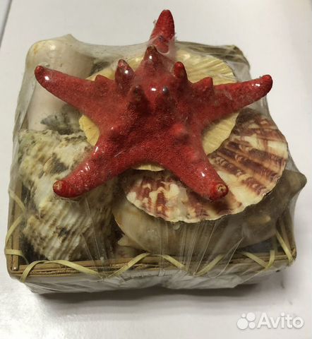 Набор морских ракушек
