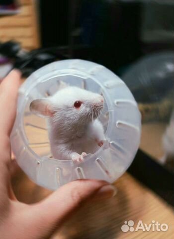 Серийские хомяки