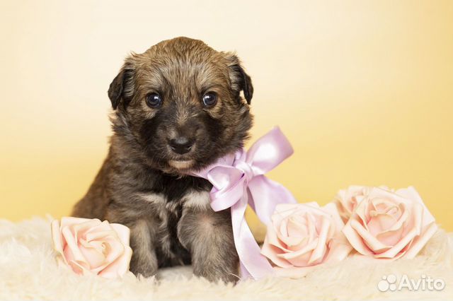 Малютка Селестина ищет дом