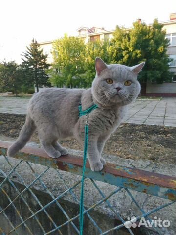 Шотландский котик на вязку