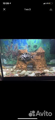 Рыбки много цихлиды