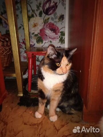 Кошка