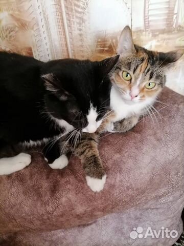 Кошечек собираются усыпить