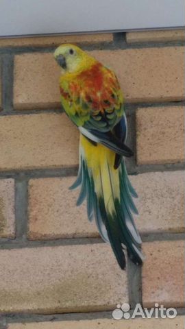 Певчий попугай