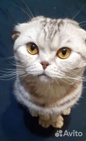 Вязка.шотландский кот