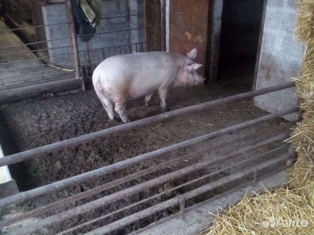 Купить свиноматку