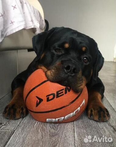 Ротвейлер ищет невесту. Родители чемпионы Р