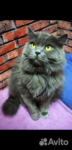 Зефирка в добрые ручки