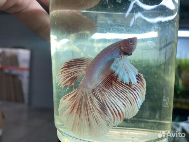 Петушок Халф Мун Дамбо