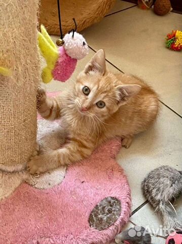 Котик Рыжуля