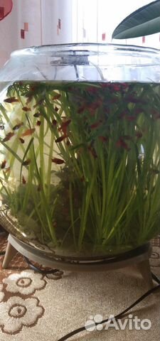 Отдам бесплатно растения, рыбки