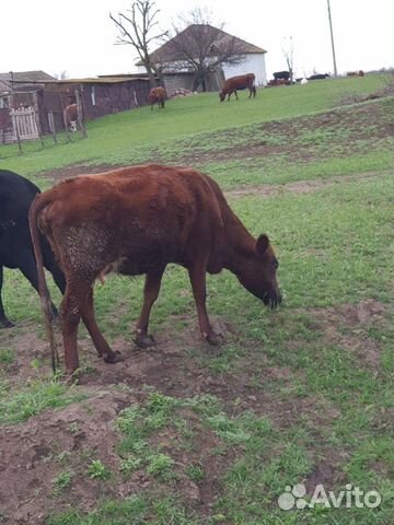 Корова тельная