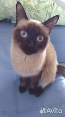 Сиамская кошка