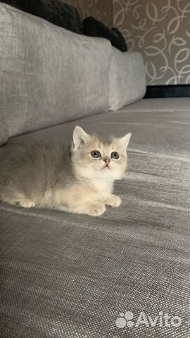Шотландские вислоухие котята