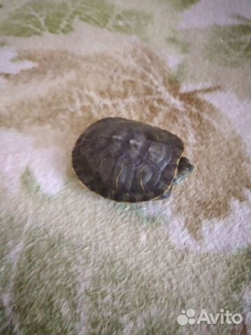 Красноухая черепаха (девочка и мальчик )