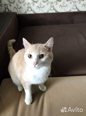 Чей кот