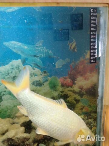 Рыба карп кои декларативный см 35.40