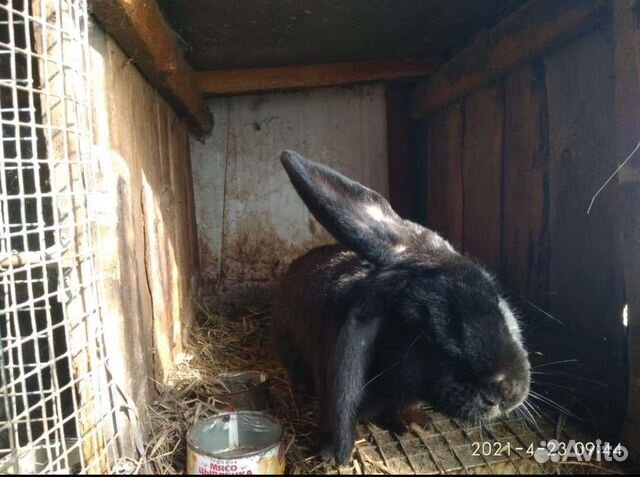 Кролики на развод