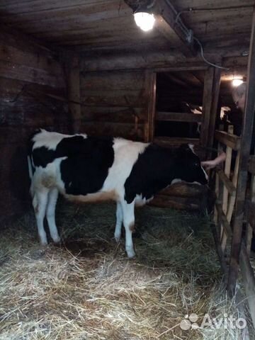 Бычок 6 месяцев