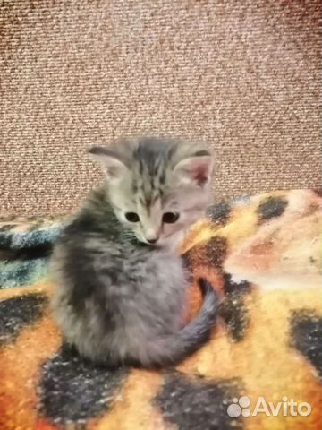 Котёнок